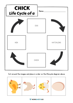 Chick Life Cycle Worksheets | WorksheetsGO