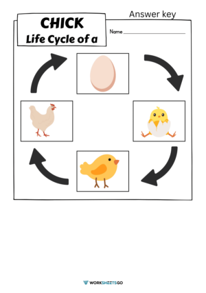 Chick Life Cycle Worksheets | WorksheetsGO