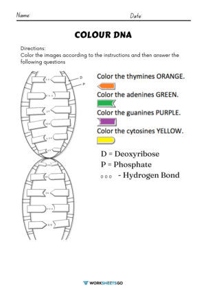 Color DNA Worksheets | WorksheetsGO