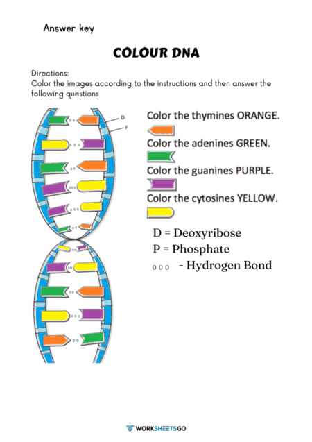 Color DNA Worksheets | WorksheetsGO