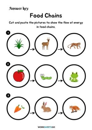 Food Chains Worksheets | WorksheetsGO