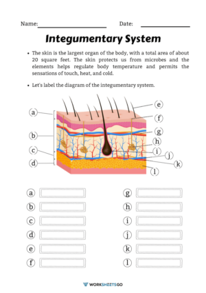 Integumentary System Worksheets | WorksheetsGO