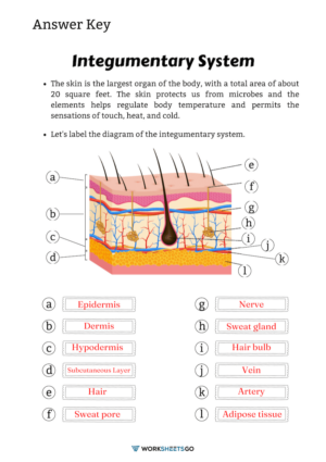 Integumentary System Worksheets | WorksheetsGO