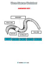 Worm Diagram Worksheets | WorksheetsGO