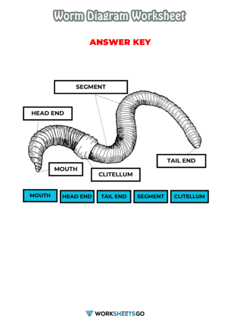 Worm Diagram Worksheets | WorksheetsGO