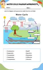 Water Cycle Diagram Worksheets | WorksheetsGO
