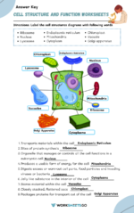 Cell Structure and Function Worksheets | WorksheetsGO