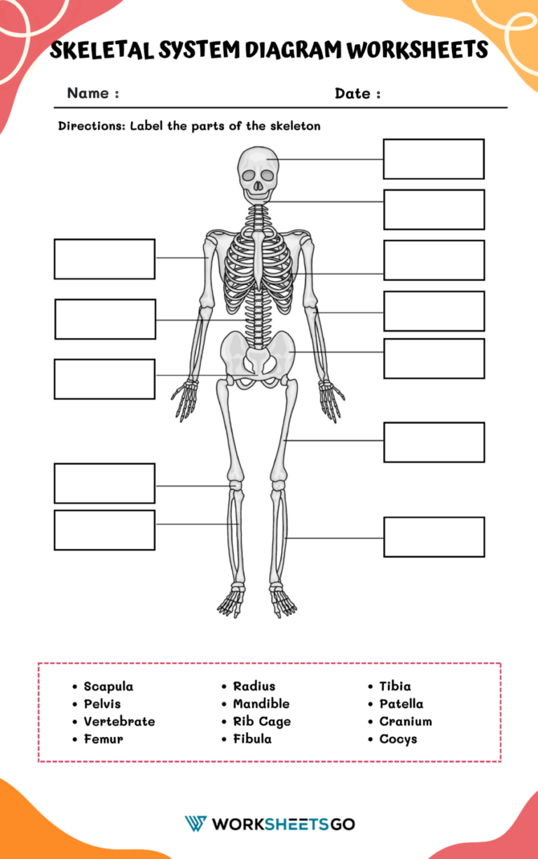 Skeletal System Diagram Worksheets | WorksheetsGO