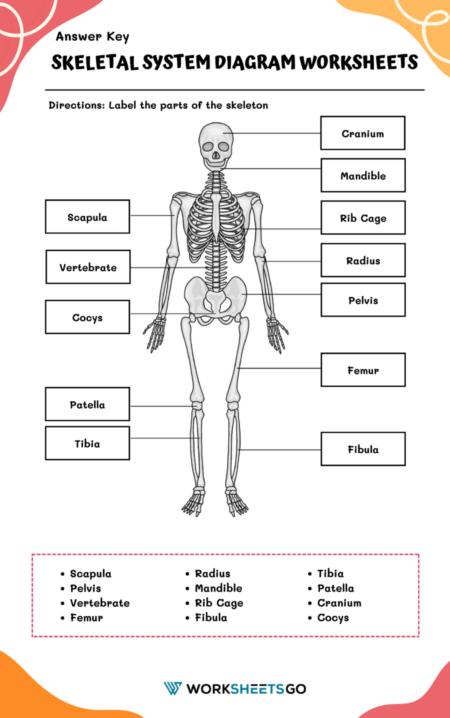 Skeletal System Diagram Worksheets | WorksheetsGO
