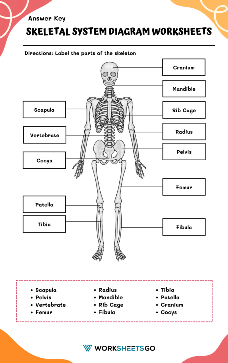 Skeletal System Diagram Worksheets | WorksheetsGO Skeletal System Diagram Worksheets | WorksheetsGO