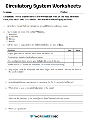 Circulatory System Worksheets | WorksheetsGO