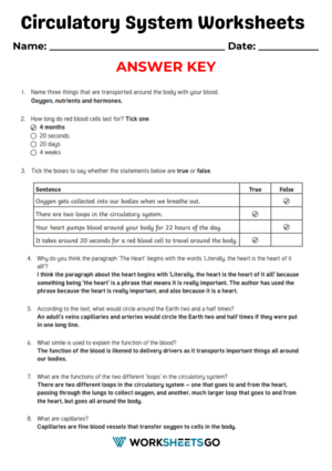 Circulatory System Worksheets | WorksheetsGO