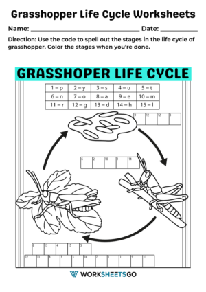 Grasshopper Life Cycle Worksheets | WorksheetsGO