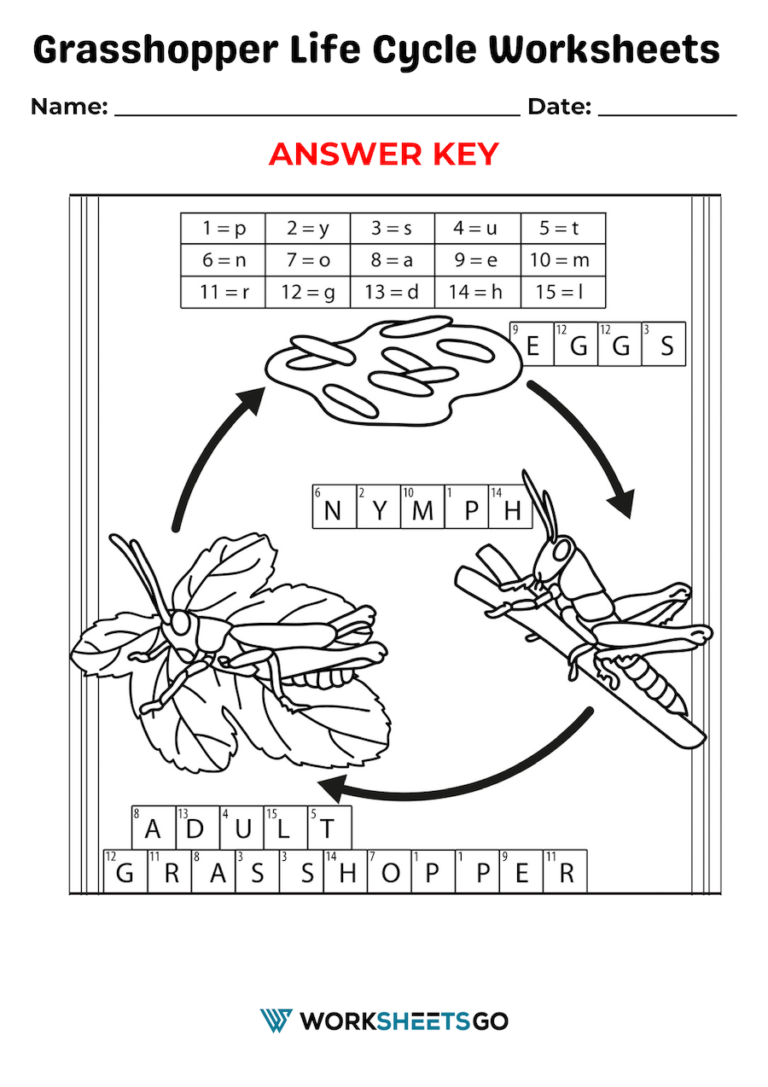 Grasshopper Life Cycle Worksheets | WorksheetsGO