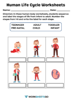 Human Life Cycle Worksheets | WorksheetsGO