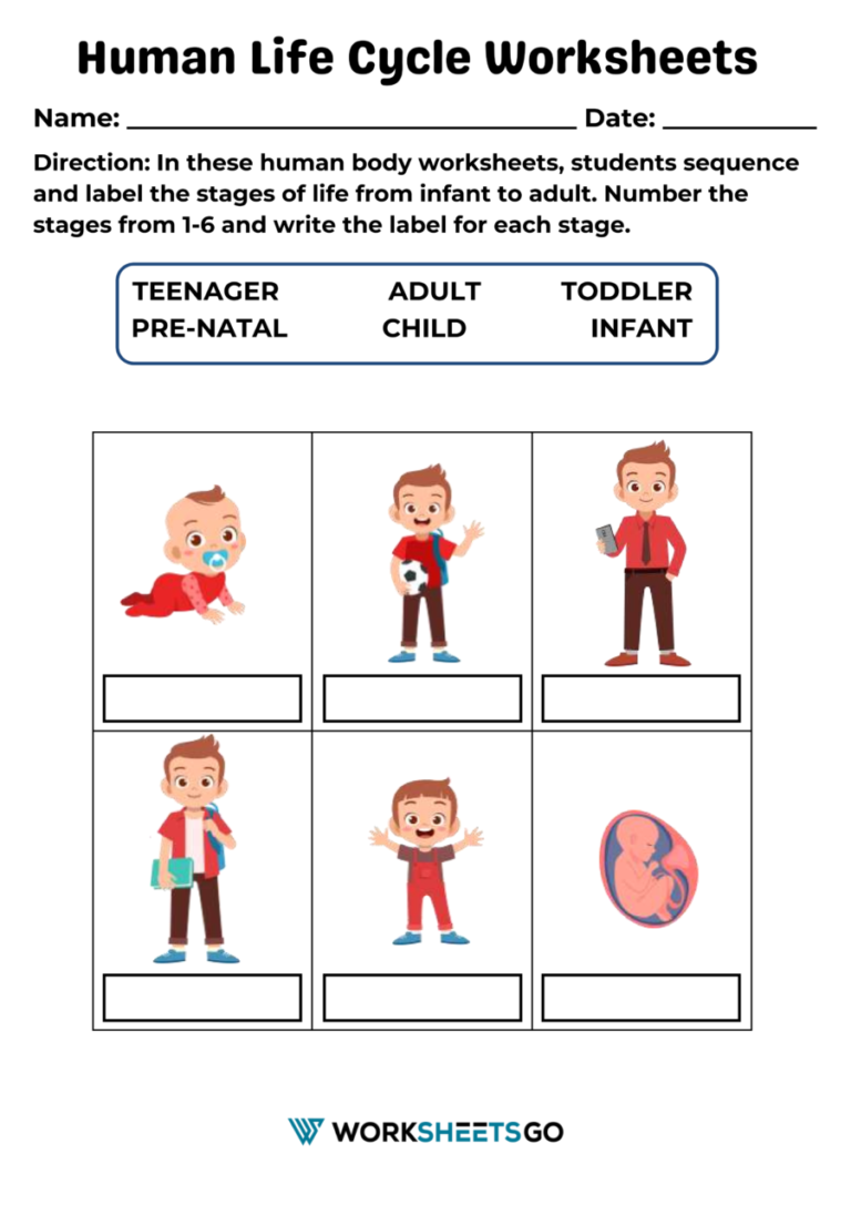 Human Life Cycle Worksheets | WorksheetsGO