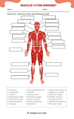 Muscular System Worksheets | WorksheetsGO