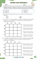 Dihybrid Cross Worksheets | WorksheetsGO