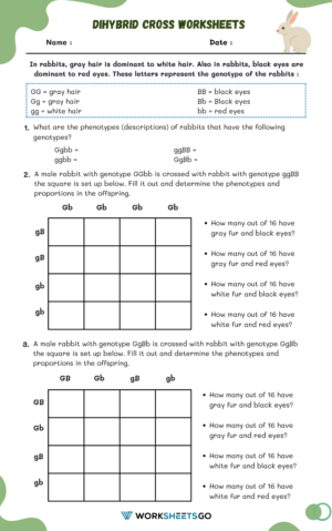 Dihybrid Cross Worksheets | WorksheetsGO