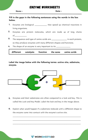 Enzyme Worksheets | WorksheetsGO