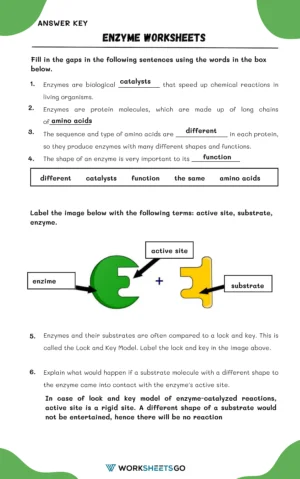 Enzyme Worksheets | WorksheetsGO