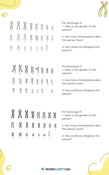 Decoding Our Genetic Blueprint: Karyotype Worksheets | WorksheetsGO