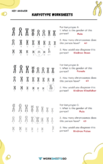 Decoding Our Genetic Blueprint: Karyotype Worksheets | WorksheetsGO