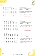 Decoding Our Genetic Blueprint: Karyotype Worksheets | WorksheetsGO