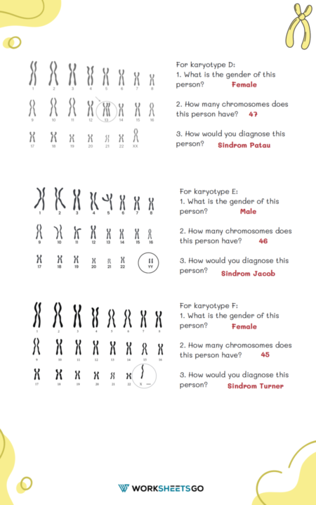 Decoding Our Genetic Blueprint: Karyotype Worksheets | WorksheetsGO