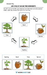 Life Cycle Of An Oak Tree Worksheets | WorksheetsGO