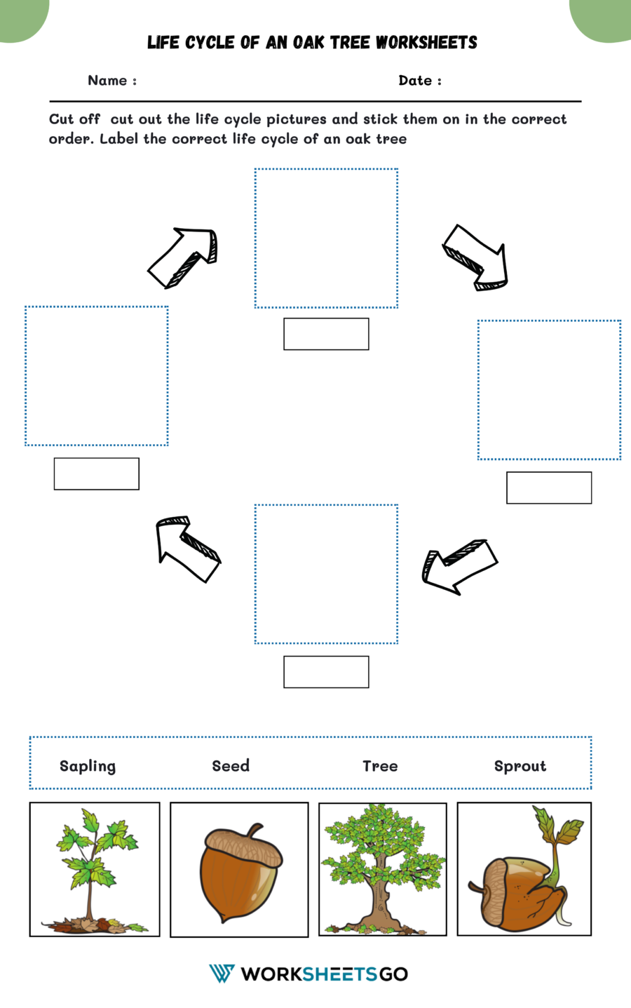 Life Cycle Of An Oak Tree Worksheets | WorksheetsGO Life Cycle Of An Oak Tree Worksheets | WorksheetsGO