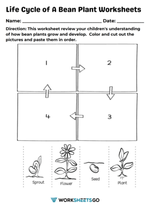 Life Cycle of A Bean Plant Worksheets | WorksheetsGO