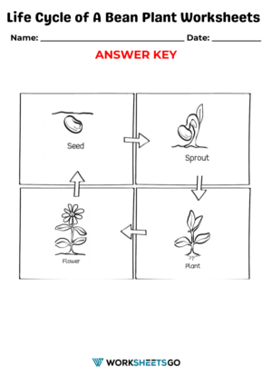 Life Cycle of A Bean Plant Worksheets | WorksheetsGO