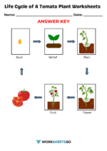 Life Cycle of A Tomato Plant Worksheets | WorksheetsGO