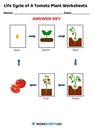 Life Cycle of A Tomato Plant Worksheets | WorksheetsGO