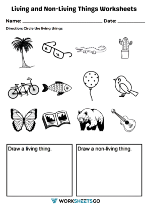 Printable 2nd Grade Science Worksheets | WorksheetsGO