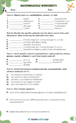 Macromolecule Worksheets | WorksheetsGO