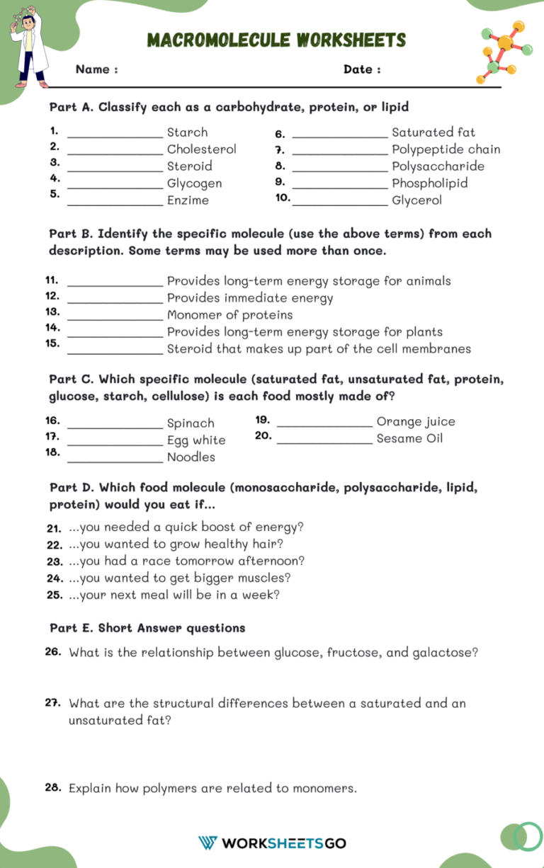 Macromolecule Worksheets | WorksheetsGO