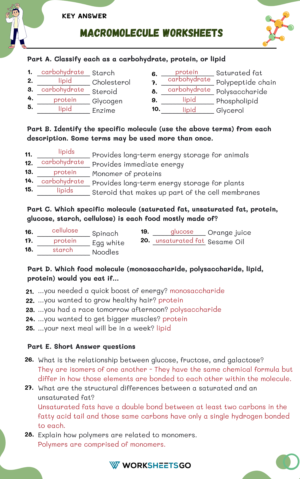 Macromolecule Worksheets | WorksheetsGO