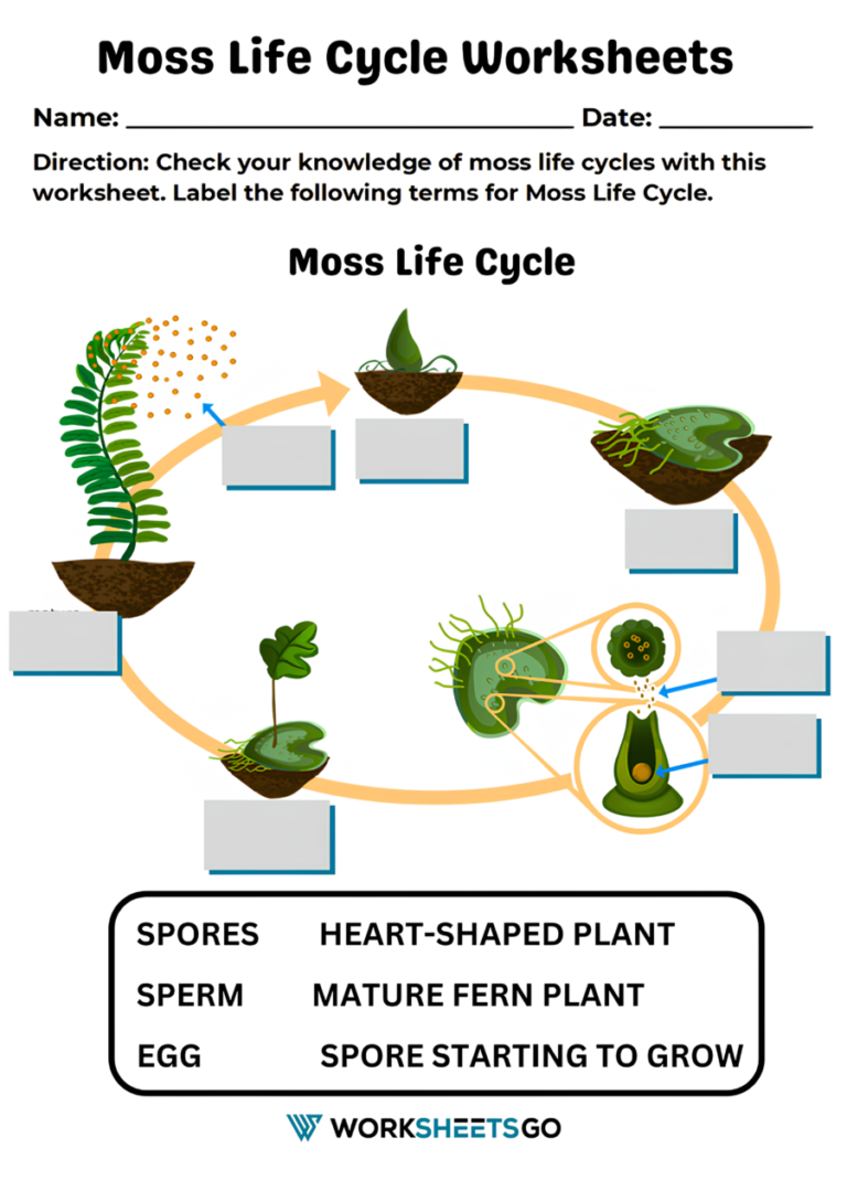 Moss Life Cycle Worksheets | WorksheetsGO