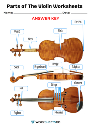 Parts of The Violin Worksheets | WorksheetsGO