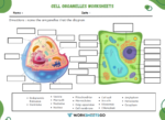 Cell Organelles Worksheets | WorksheetsGO