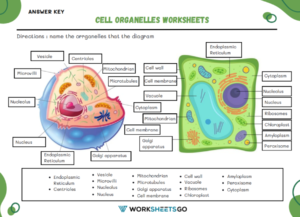Cell Organelles Worksheets | WorksheetsGO
