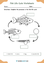 Fish Life Cycle Worksheets | WorksheetsGO