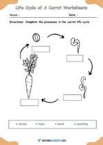 Life Cycle of A Carrot Worksheets | WorksheetsGO