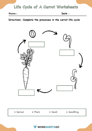 Life Cycle of A Carrot Worksheets | WorksheetsGO