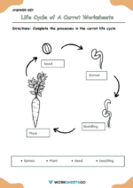 Life Cycle of A Carrot Worksheets | WorksheetsGO