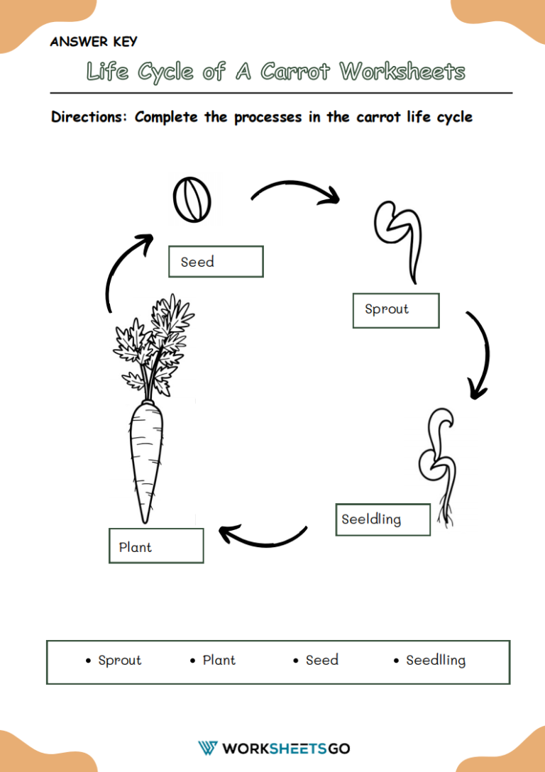 Life Cycle of A Carrot Worksheets | WorksheetsGO