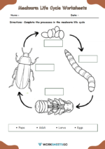 Mealworm Life Cycle Worksheets | WorksheetsGO
