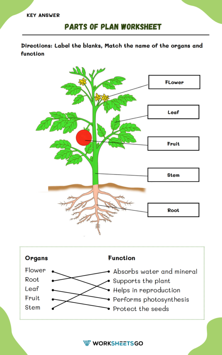 Parts of Plan Worksheets | WorksheetsGO